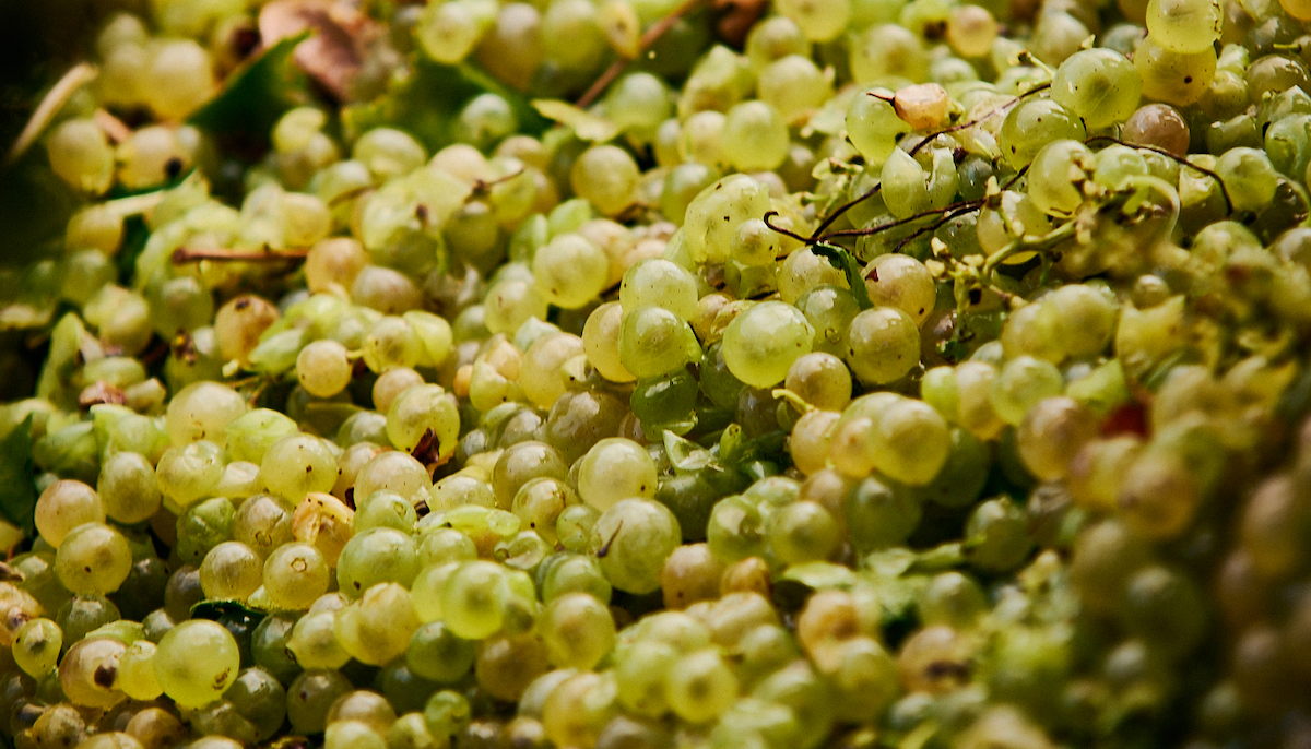 Cépages : quels raisins sont utilisés en France